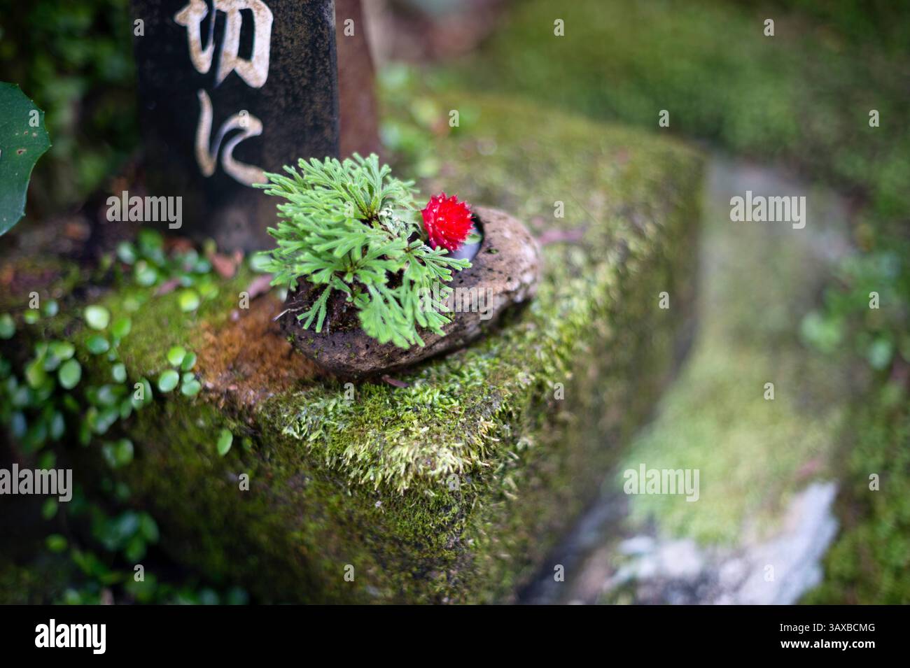 Photo shows a part of the garden at Garyu Sanso villa in Ozu City ...