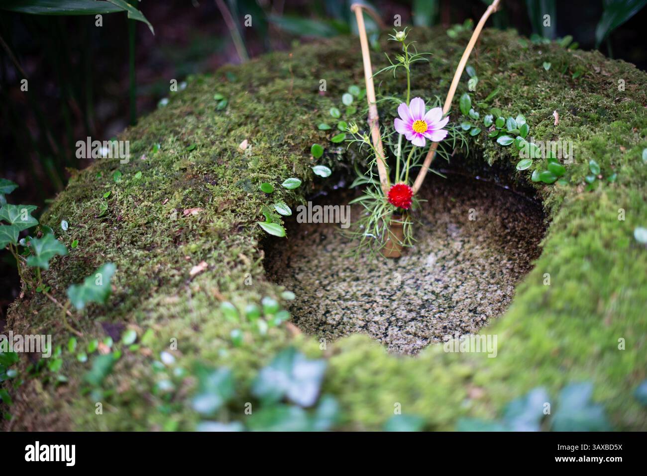 Photo shows moss-covered well in the garden at Garyu Sanso villa in Ozu ...
