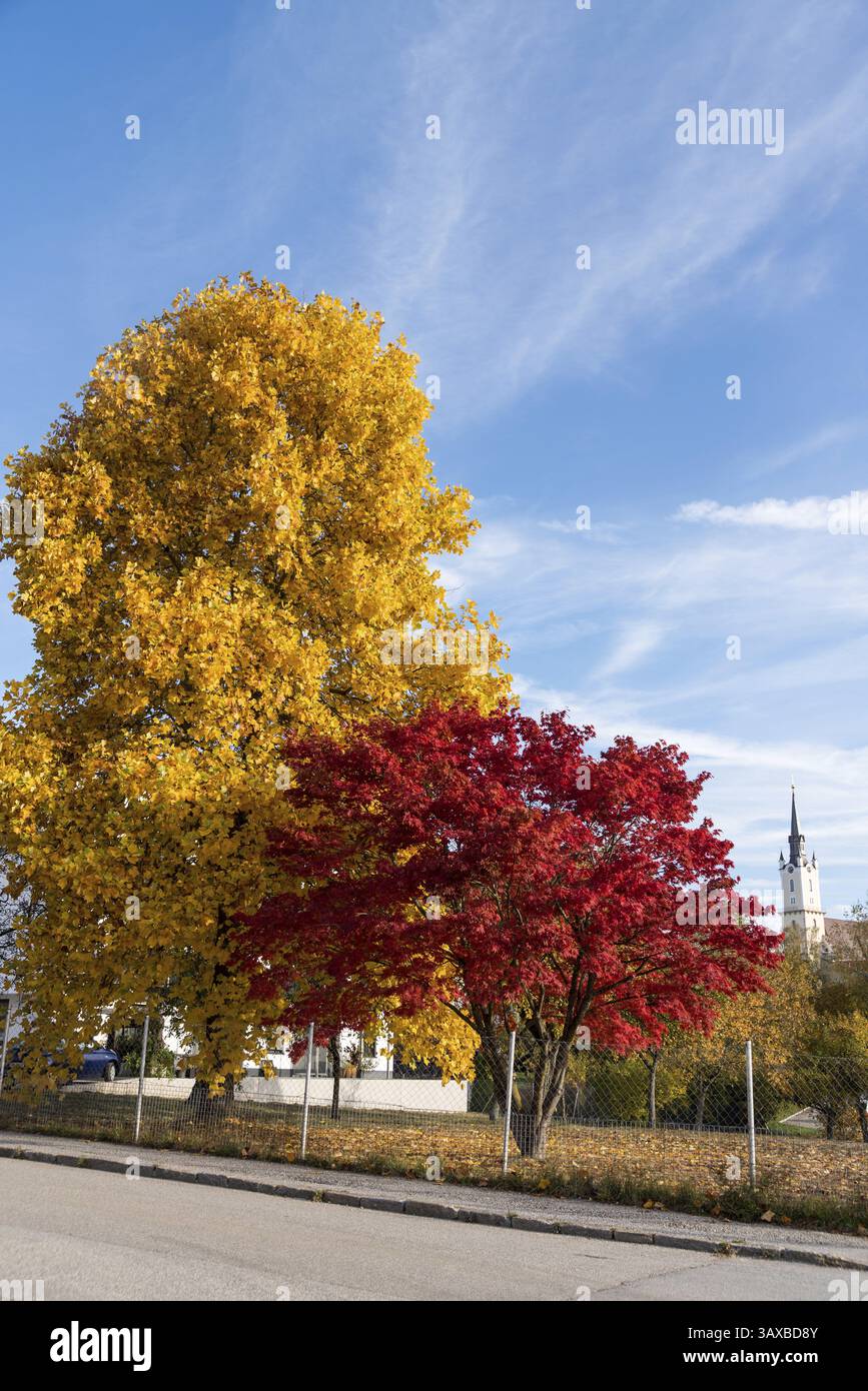 Glowing maple trees with different colours and a beautiful panorama ...