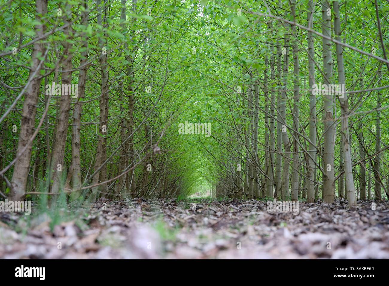 Poplar forest for agroforestry, sustainable carbon sequestration, and ...