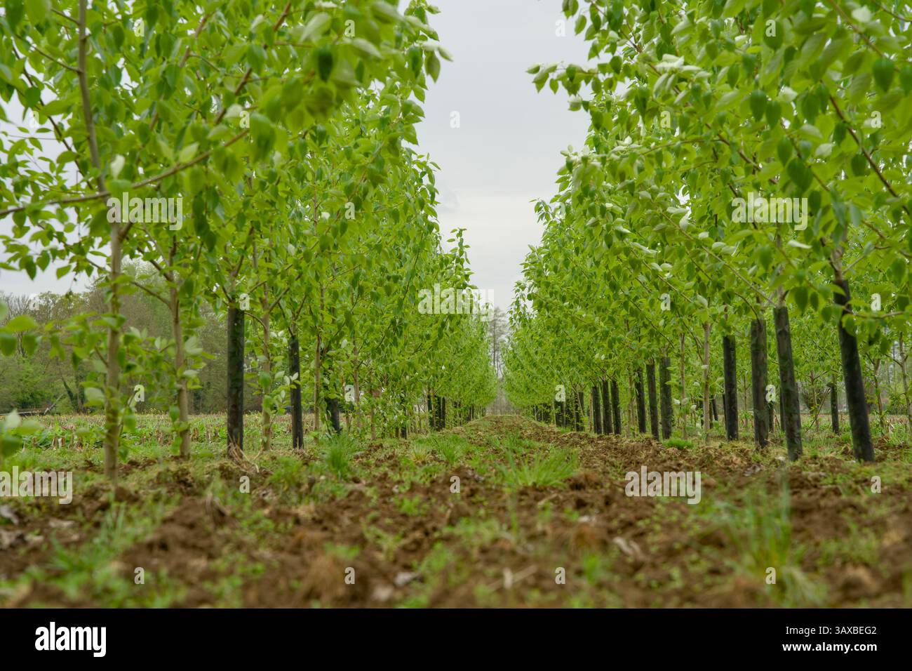 Poplar forest for agroforestry, sustainable carbon sequestration, and ...
