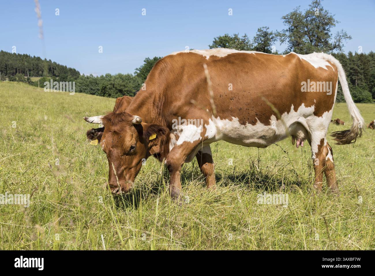 Cows eating on pasture - Ruminants Cattle Stock Photo - Alamy