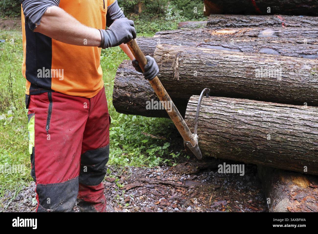 Forestry worker with log turner Stock Photo - Alamy