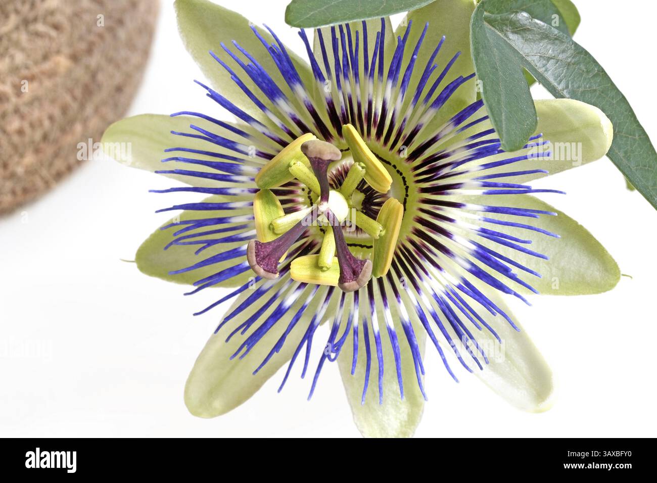 Closeup of passiflora in a flower pot closeup of passiflora in a flower ...