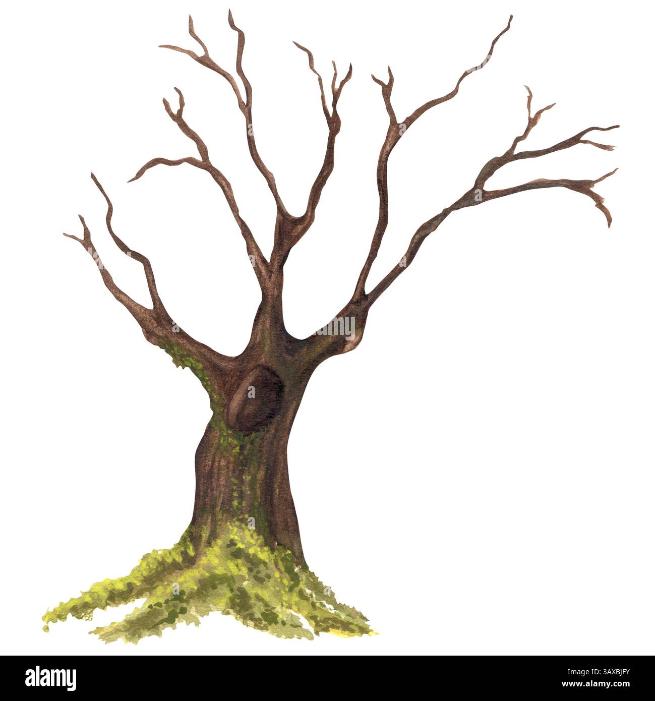 An old tree with a hollow, long branches and green moss on the roots ...