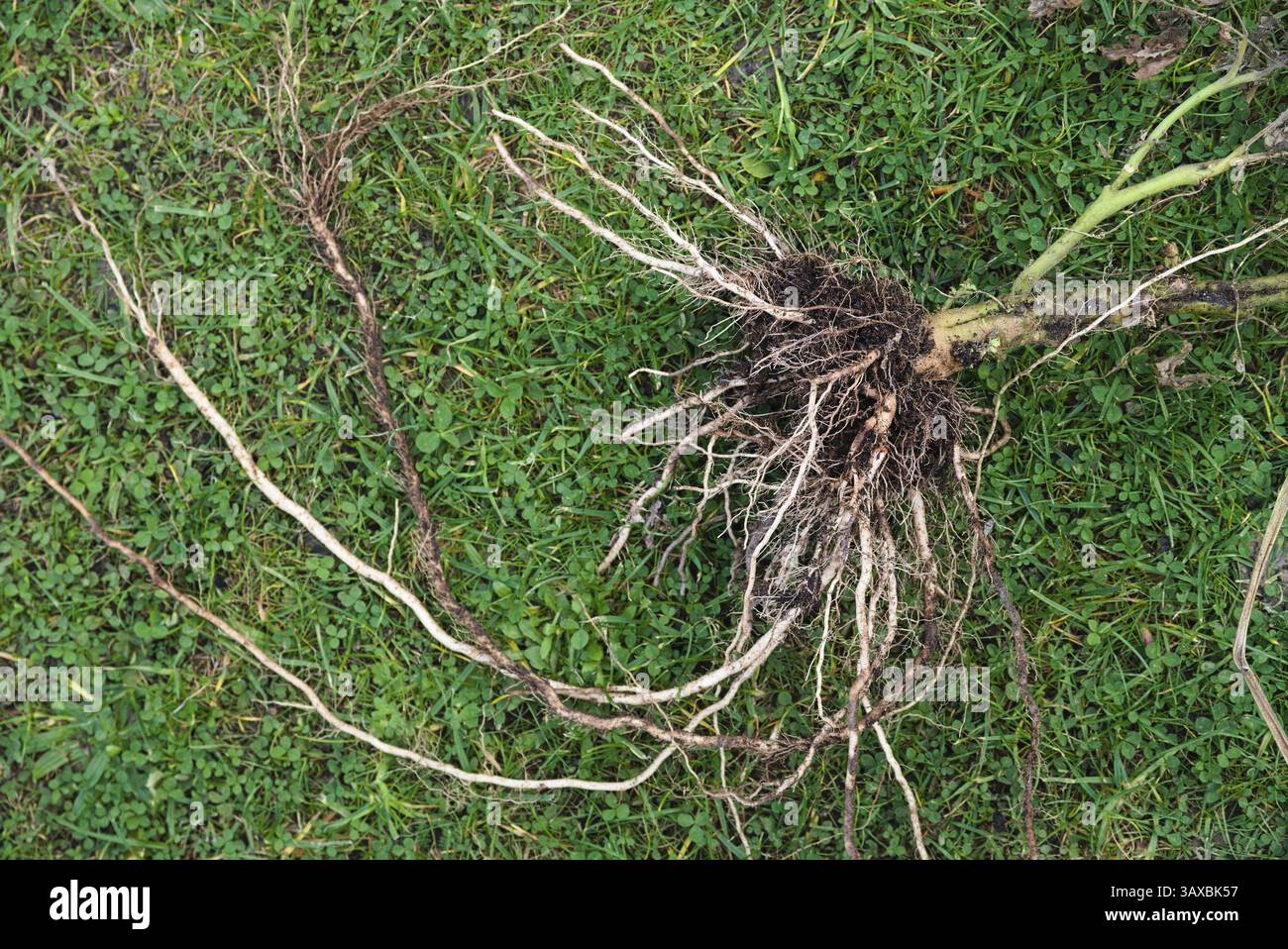 Strong root system of an old tomato plant - rooting close-up Stock ...