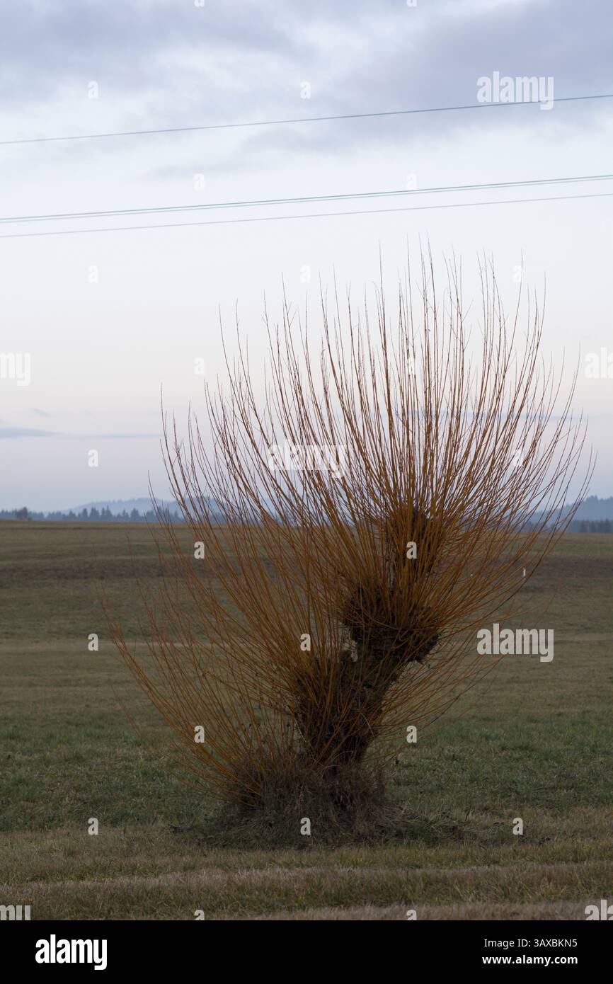 Old willow tree in open landscape Stock Photo - Alamy