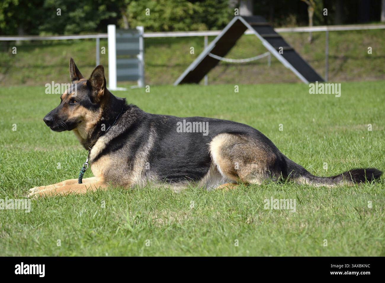 German shepherd dog in the meadow - side profile Stock Photo - Alamy