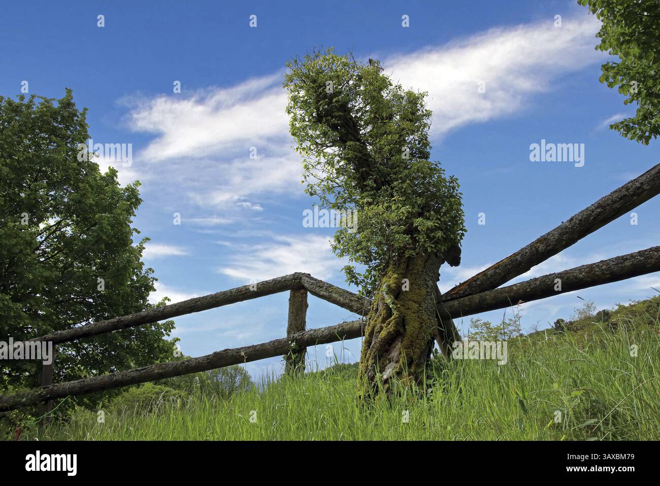 Tree trunk fence hi-res stock photography and images - Alamy
