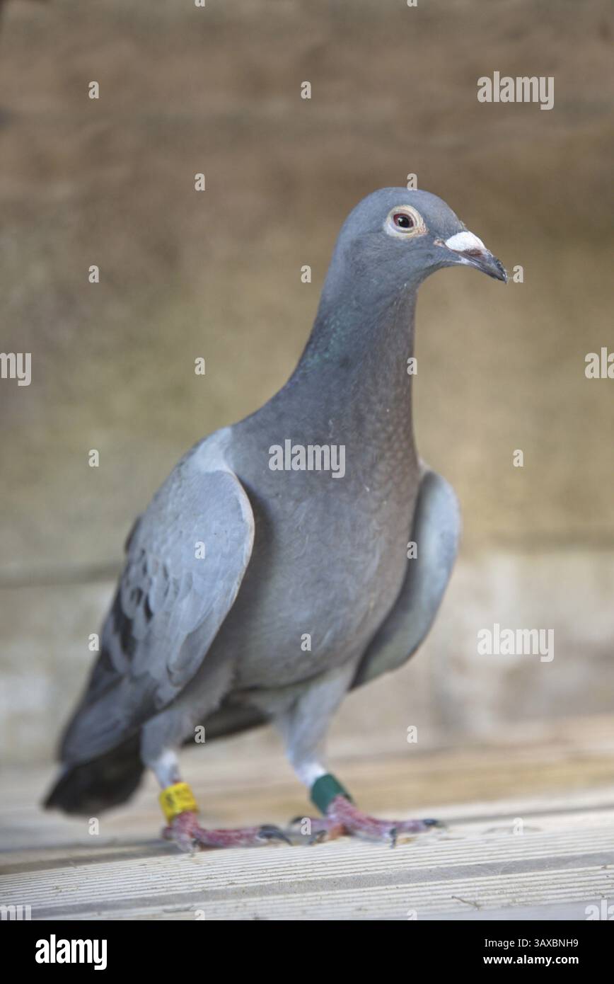 Close up shot pigeons taking hi-res stock photography and images - Alamy