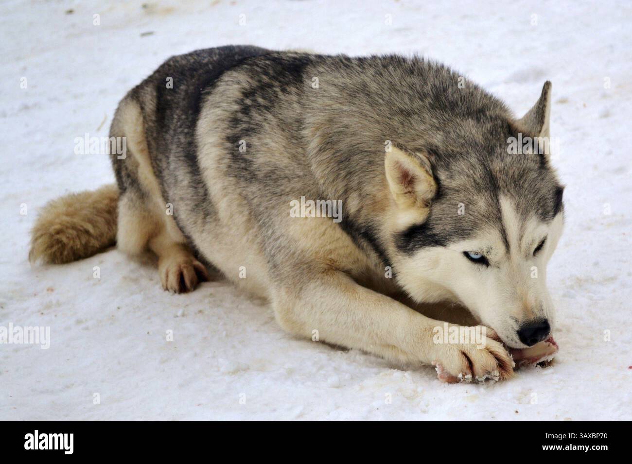 Husky gnawing on a bone Stock Photo - Alamy