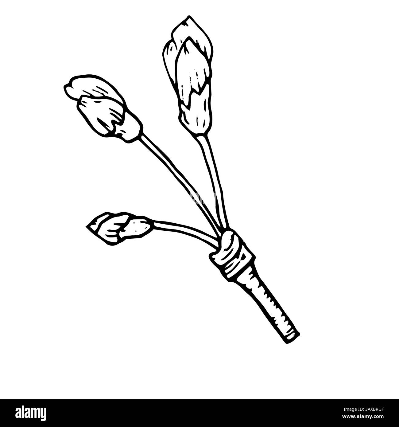 Delicate buds on a flowering branch, sketched in black and white ink ...