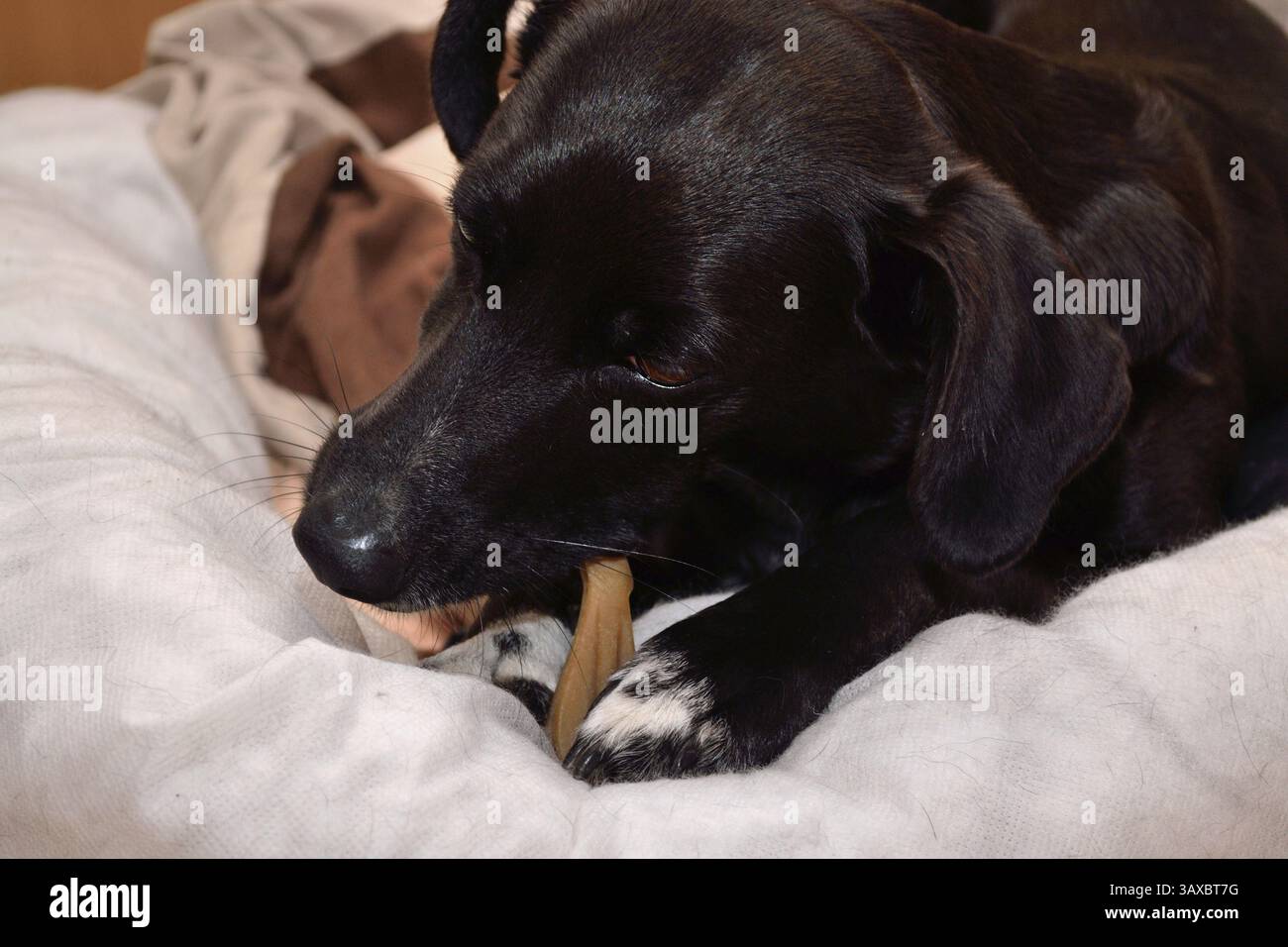 Black mixed-breed dog bites at his chew bone Stock Photo - Alamy
