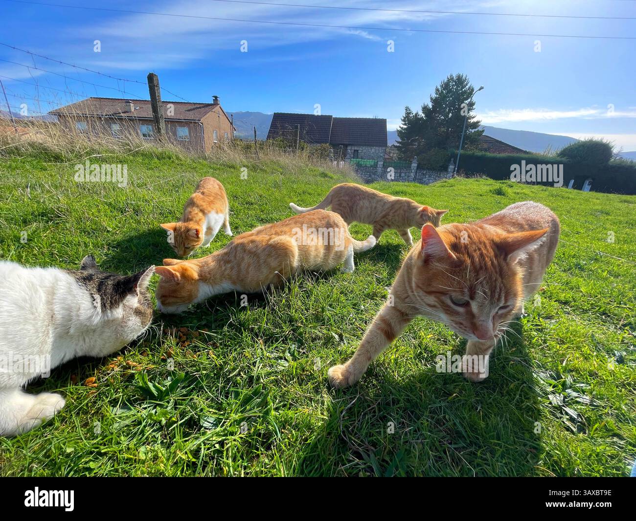 Cats in nature Stock Photo - Alamy
