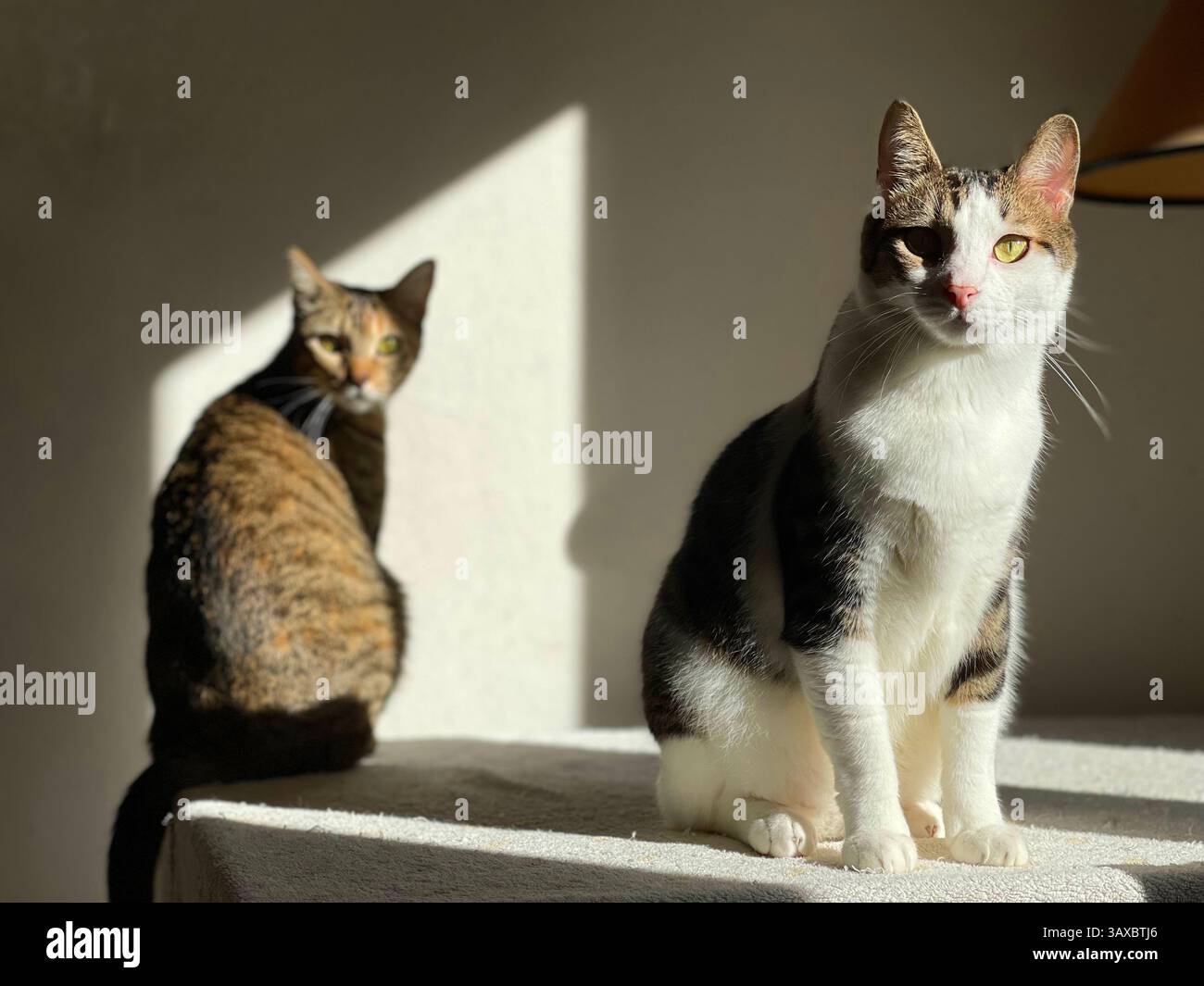 Adorable couple of cats Stock Photo - Alamy