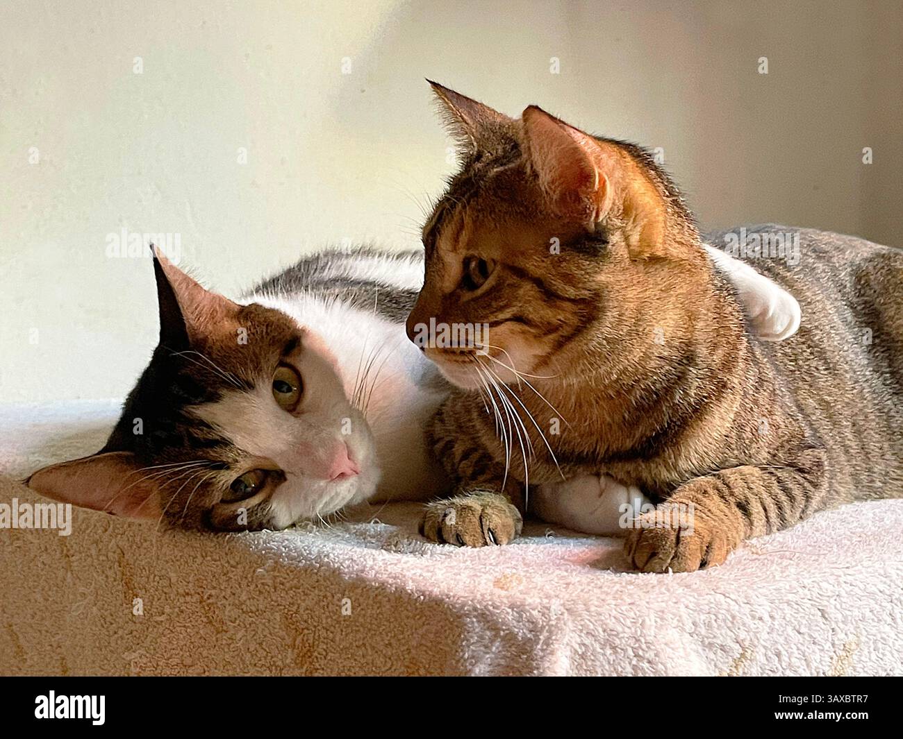 Adorable couple of cats Stock Photo - Alamy