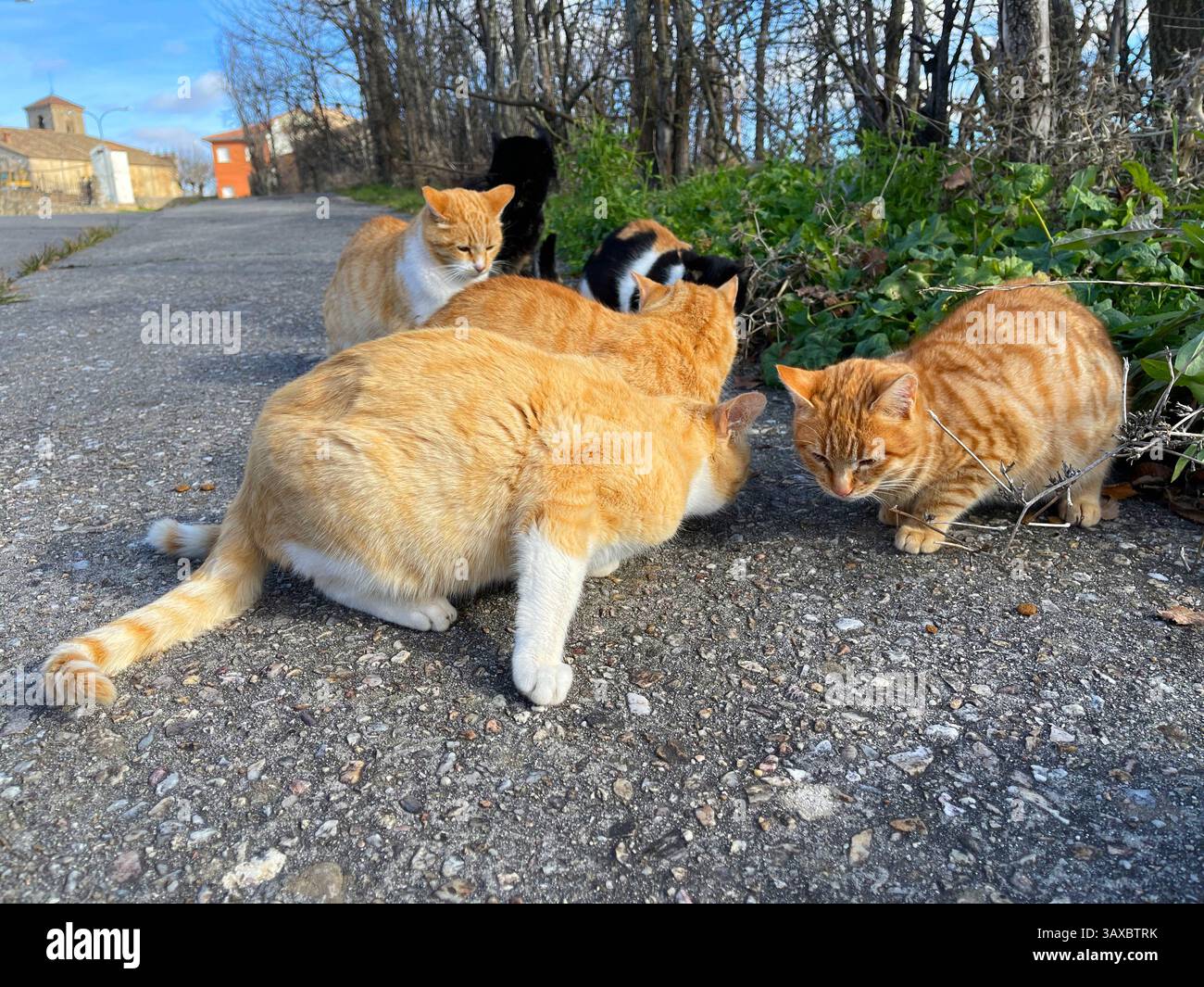 Group of stray cats eating Stock Photo - Alamy