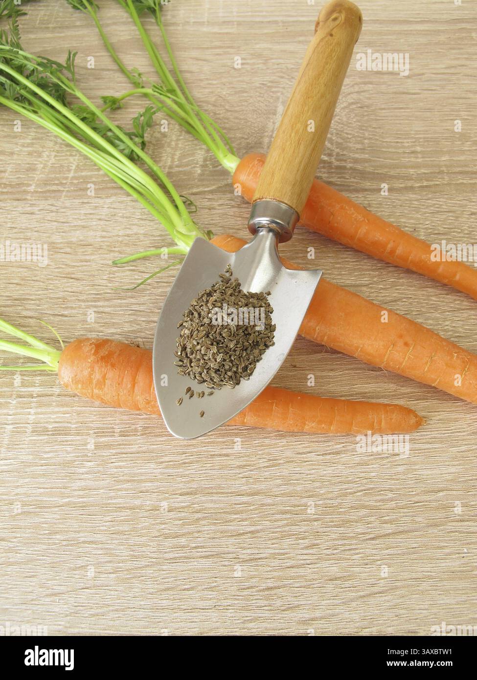 Carrot seeds on a garden shovel Stock Photo - Alamy