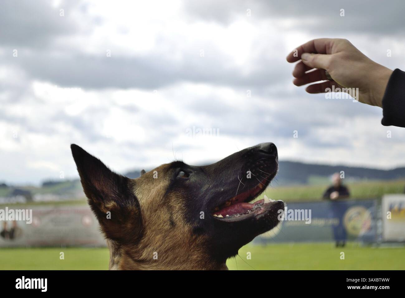 German shepherd dog looks closely at the owner's hand Stock Photo - Alamy