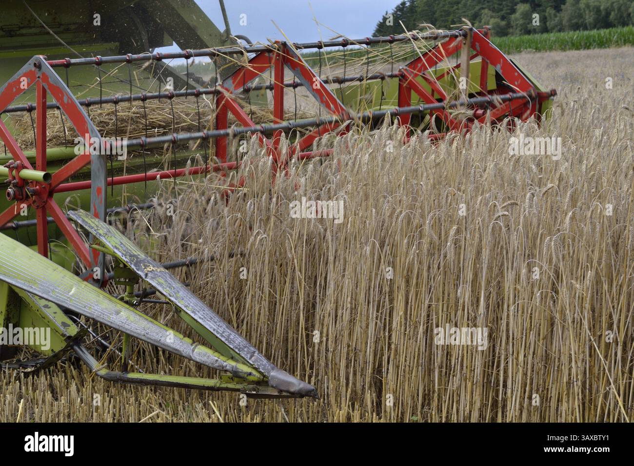 Grain being harvested - detail of combine harvester Stock Photo - Alamy