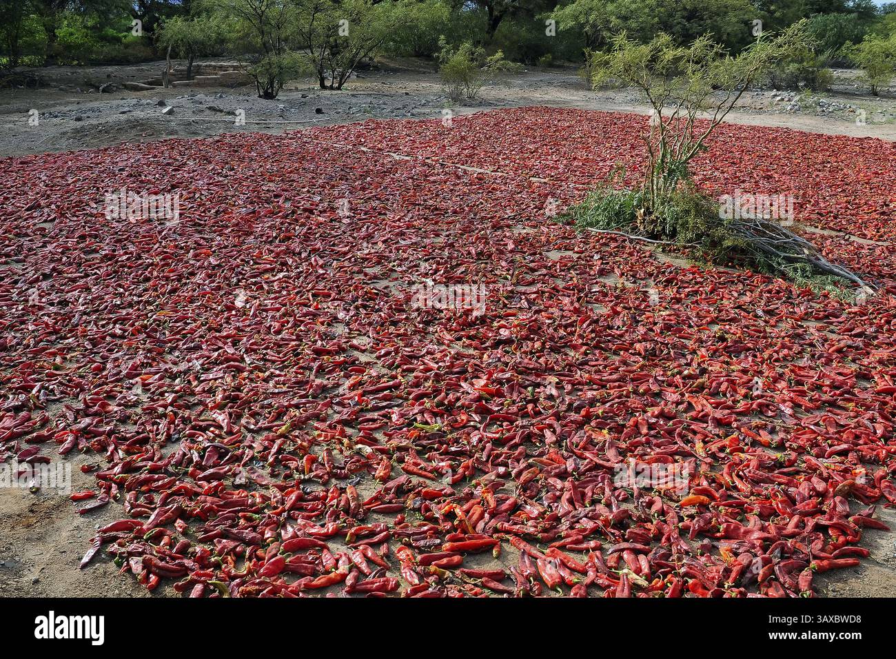 Drying chilli hi-res stock photography and images - Alamy