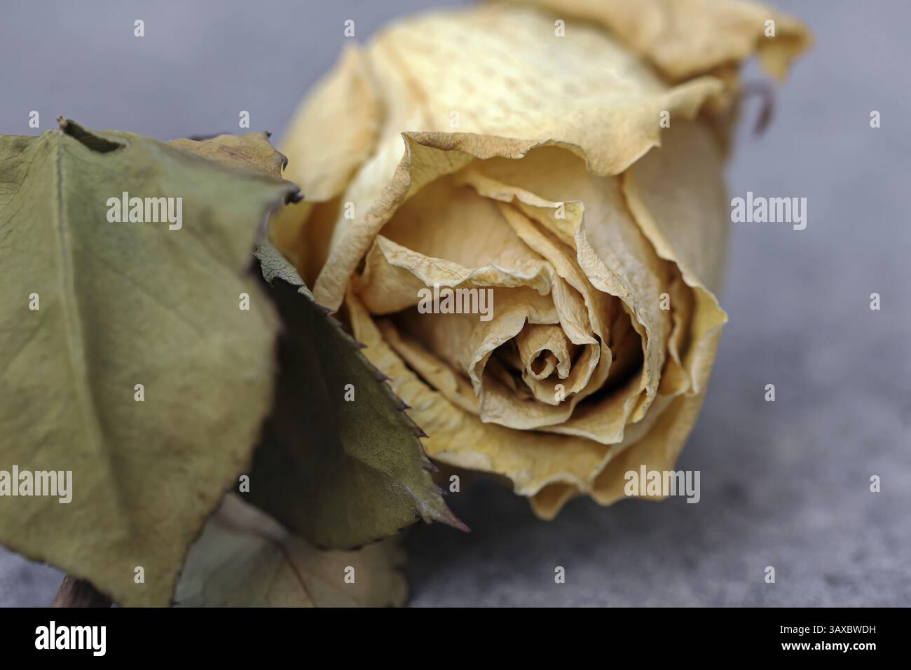 Withered rose blossom Stock Photo - Alamy