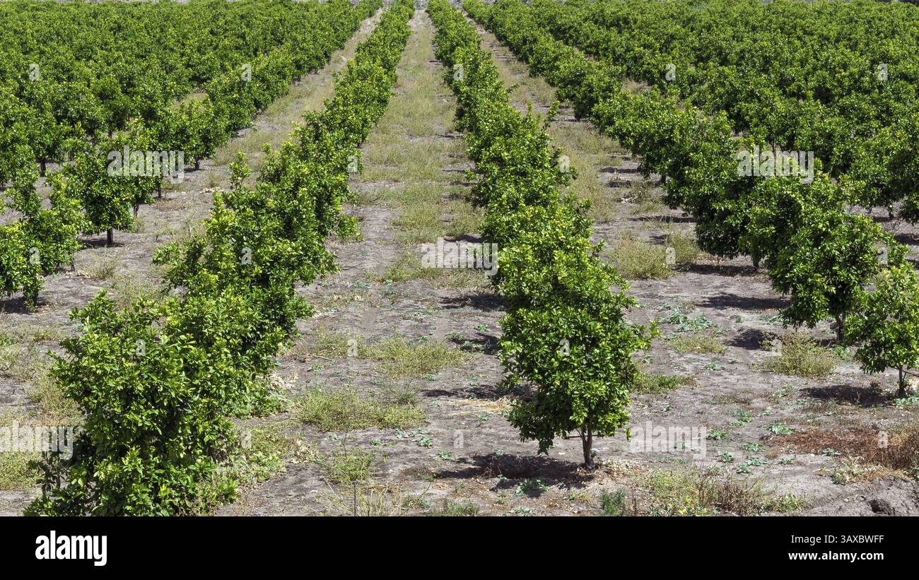 Orange Trees Farm in Sicily, Italy. Oranges Fruits Cultivation Stock ...