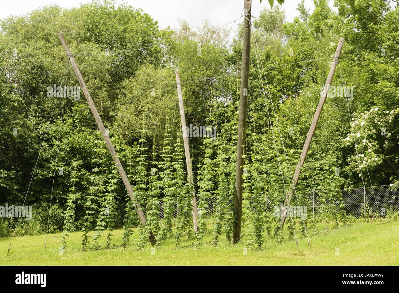Trellis for growing hops in spring - Austria Stock Photo - Alamy