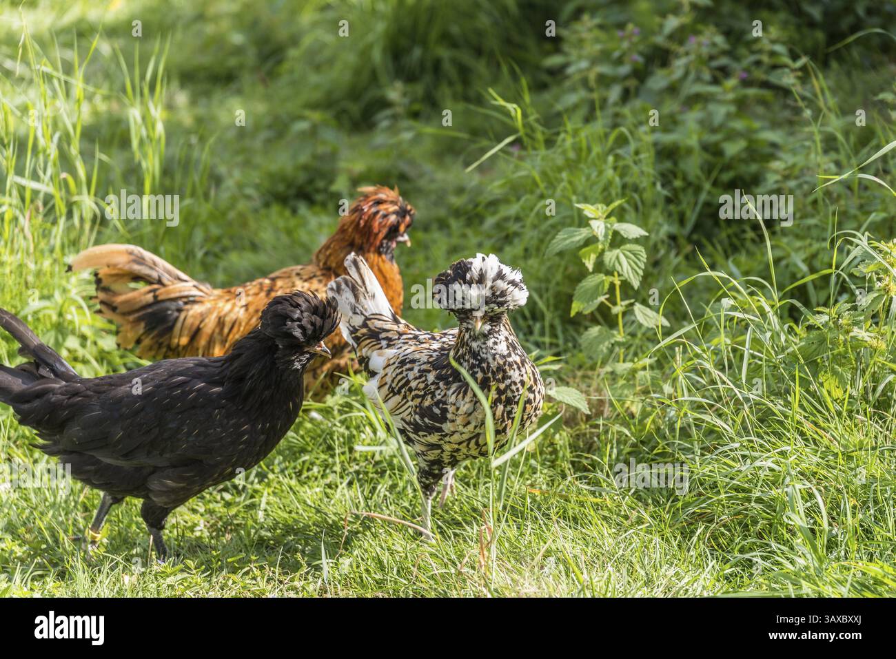 Silkie chicken, free-range chicken - species-appropriate animal ...