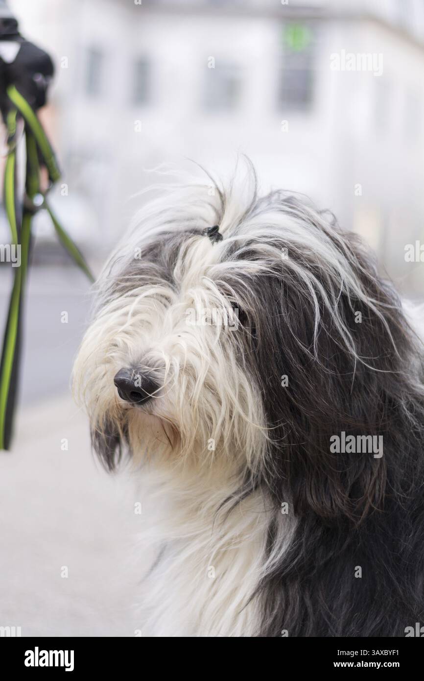 Family-friendly large dog with shaggy coat - Beardie Stock Photo - Alamy