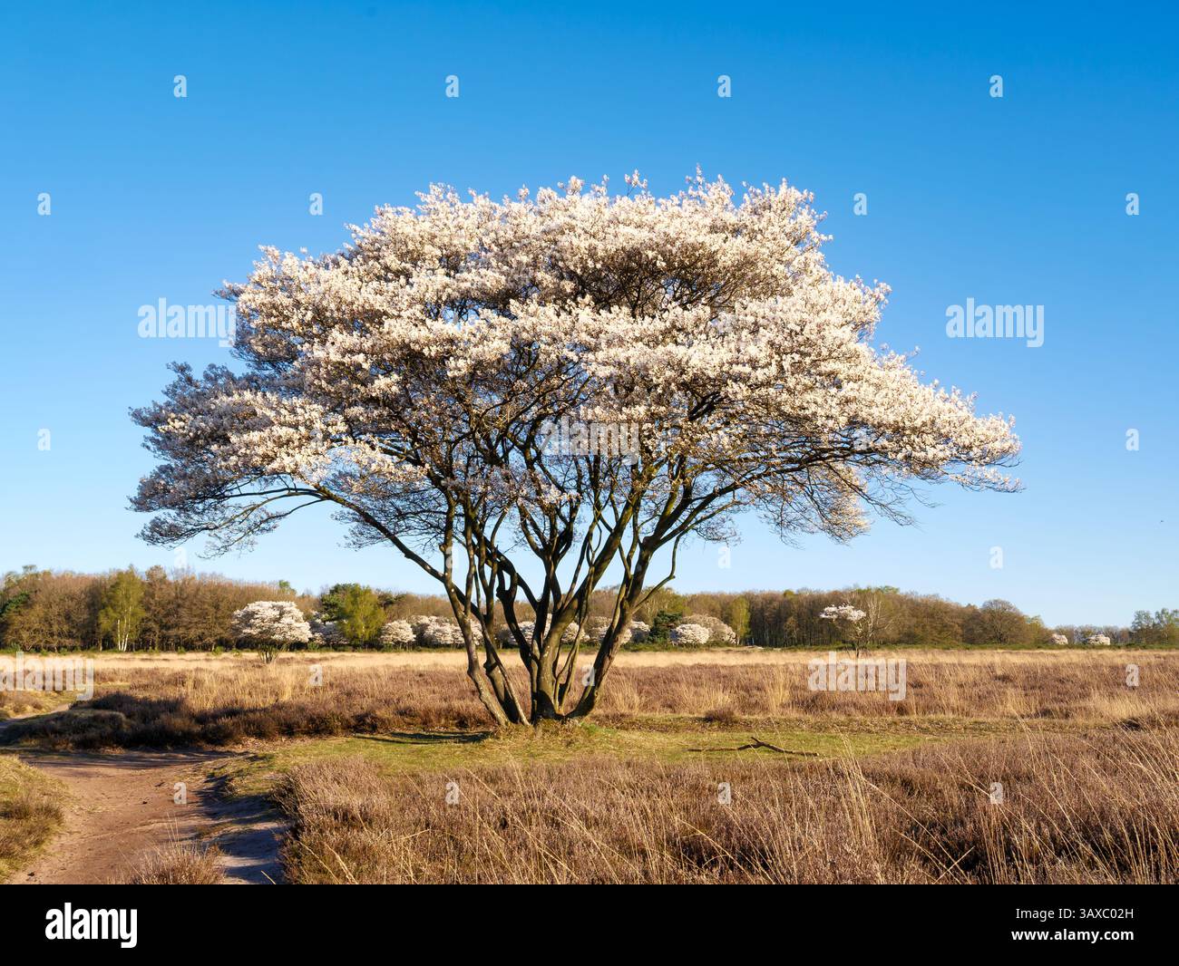 Serviceberry tree, Amelanchier lamarkii, blooming in spring in nature ...
