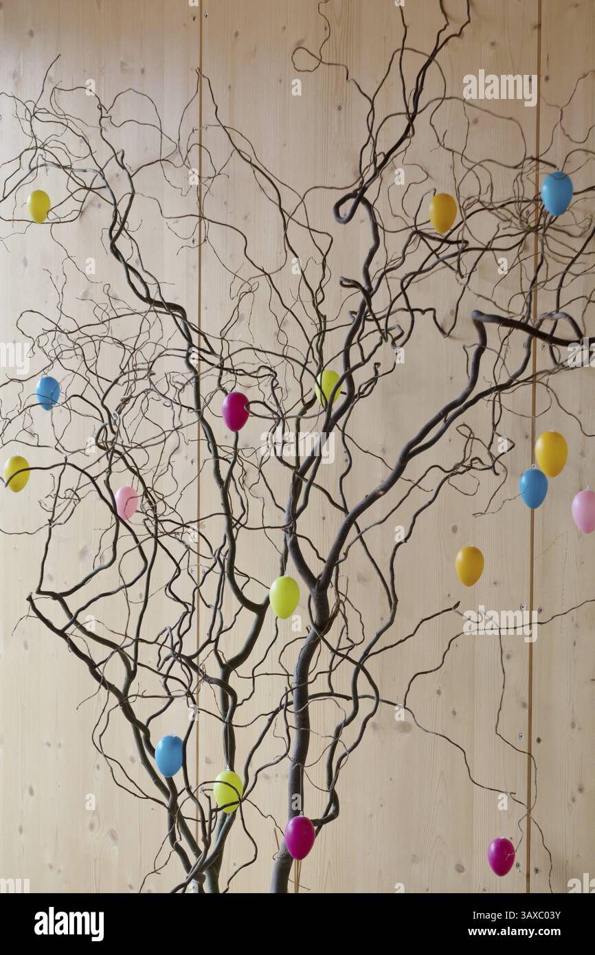 Corkscrew hazel designed as an Easter shrub with colourful eggs Stock ...