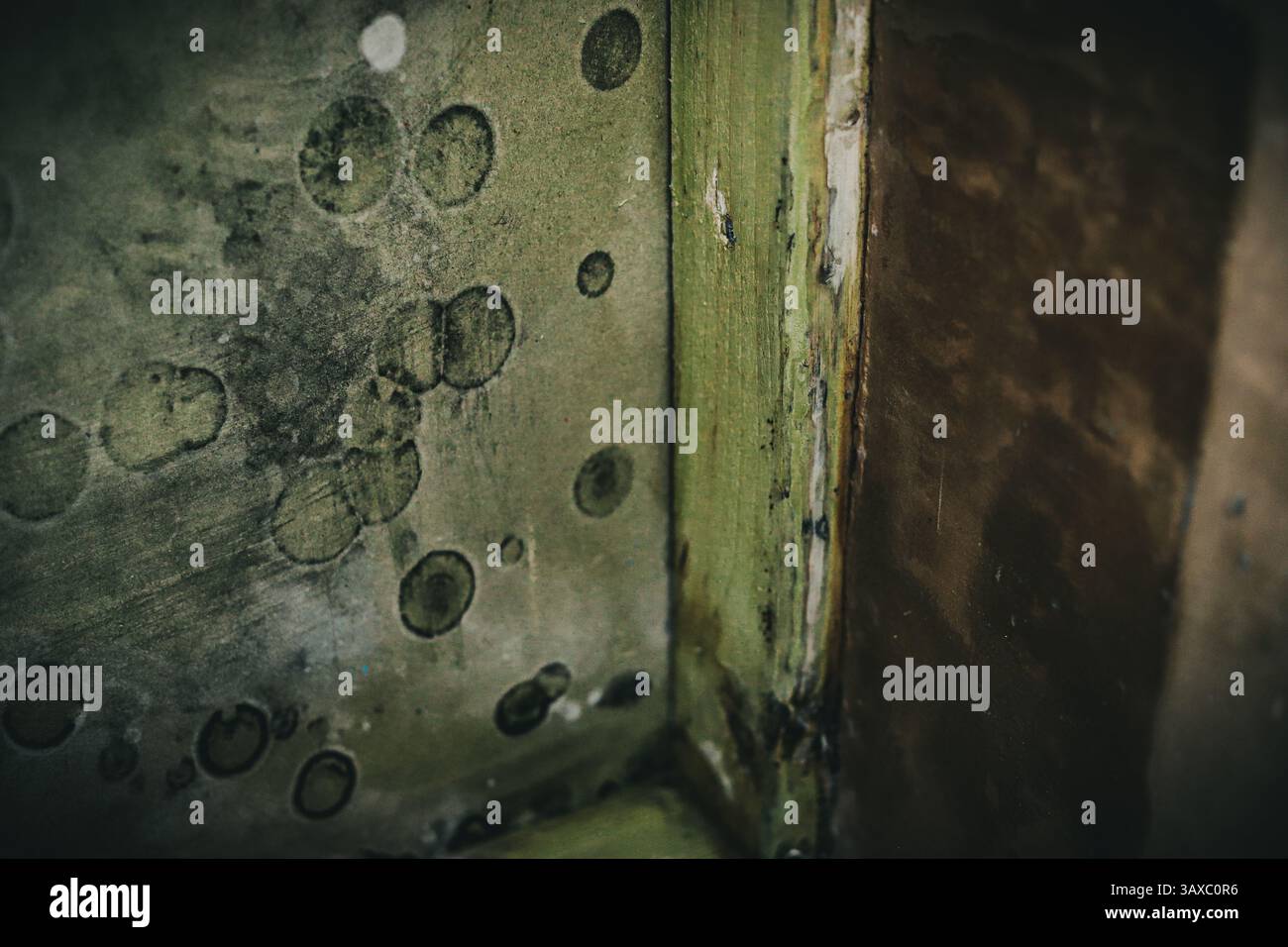 Household mold damaging plasterboard and stud timbers with circles of ...