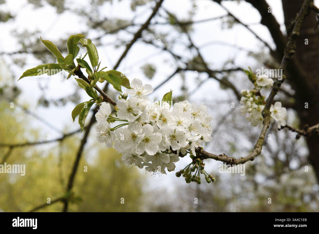 Nature photo cherry tree hi-res stock photography and images - Alamy