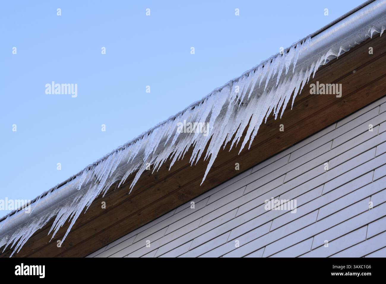 Large and small icicles hang sensationally from the gutter in two rows ...