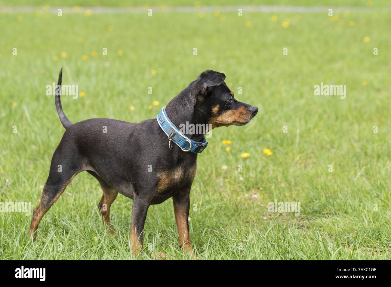 Vigilant little dog in the meadow - close-up dwarf pinscher Stock Photo ...
