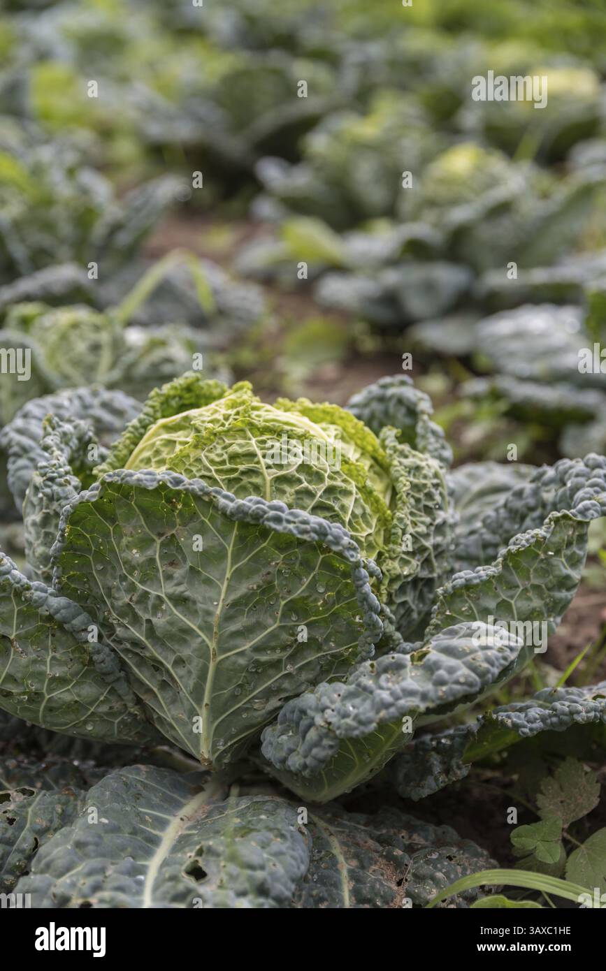 Field crop cabbage at harvest time in agriculture - savoy cabbage Stock ...