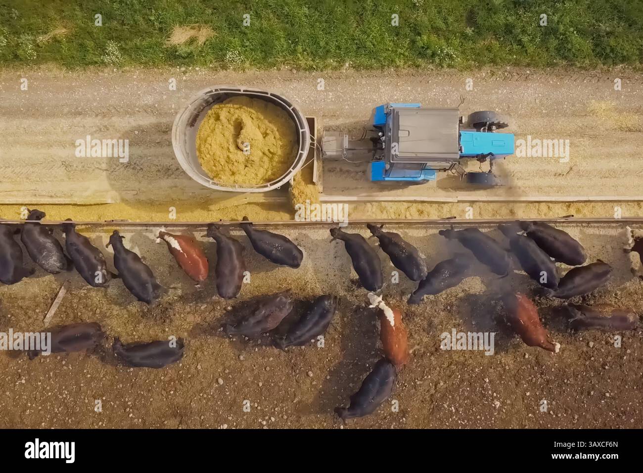 Feeding cows with mixed fodder on the farm. Cow farm Stock Photo - Alamy