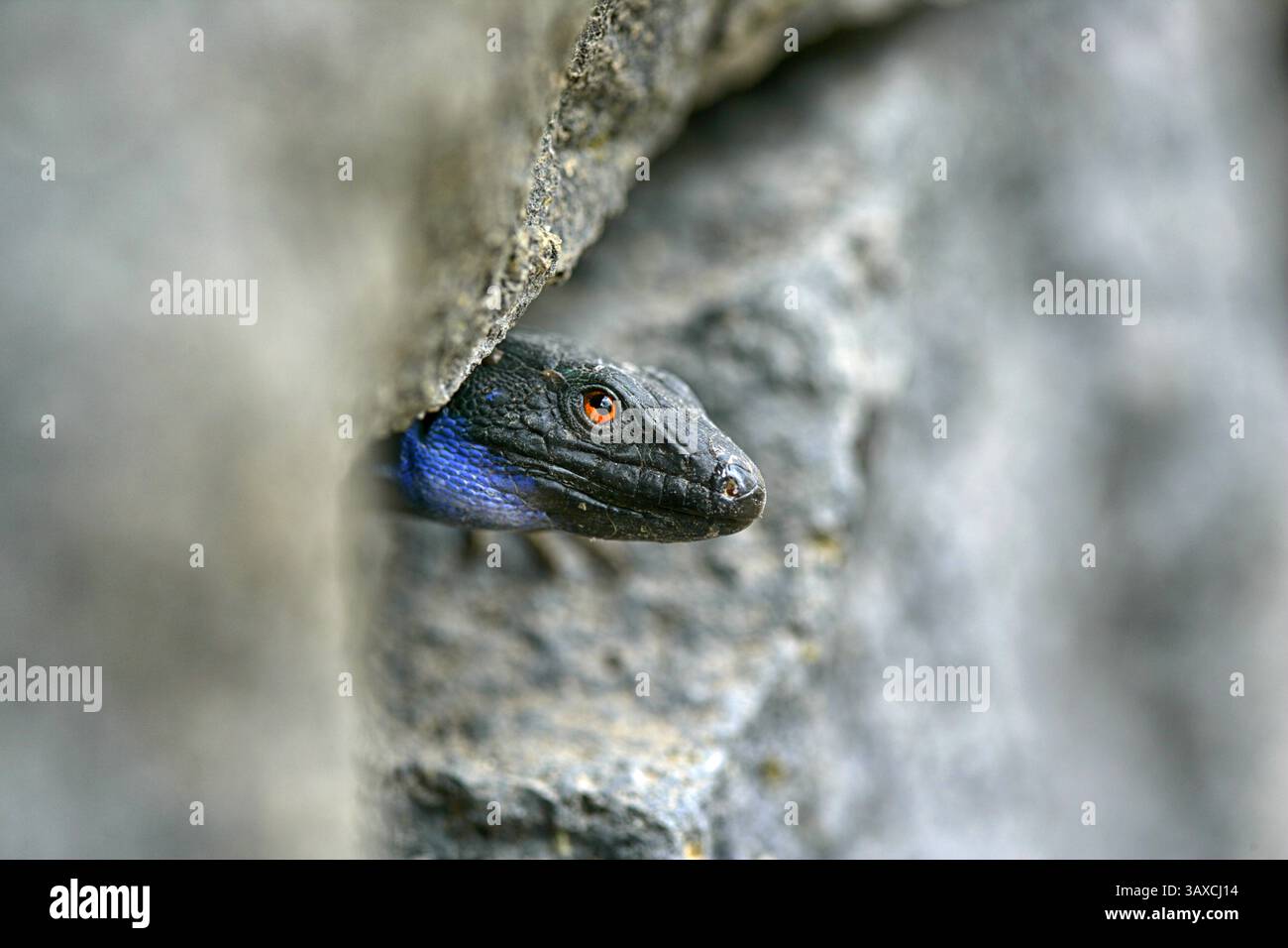 A Tizon Lizard Gallotia Galloti With It's Distinctive Blue Coloring ...