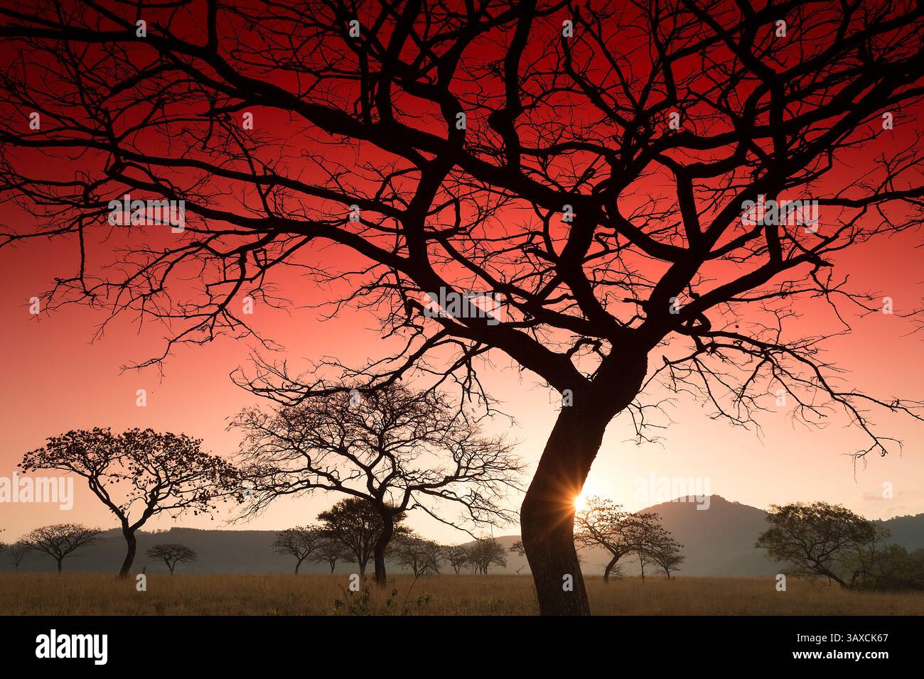 Silhouettes of Mlilwane Wildlife Sanctuary savannah trees at red moody ...
