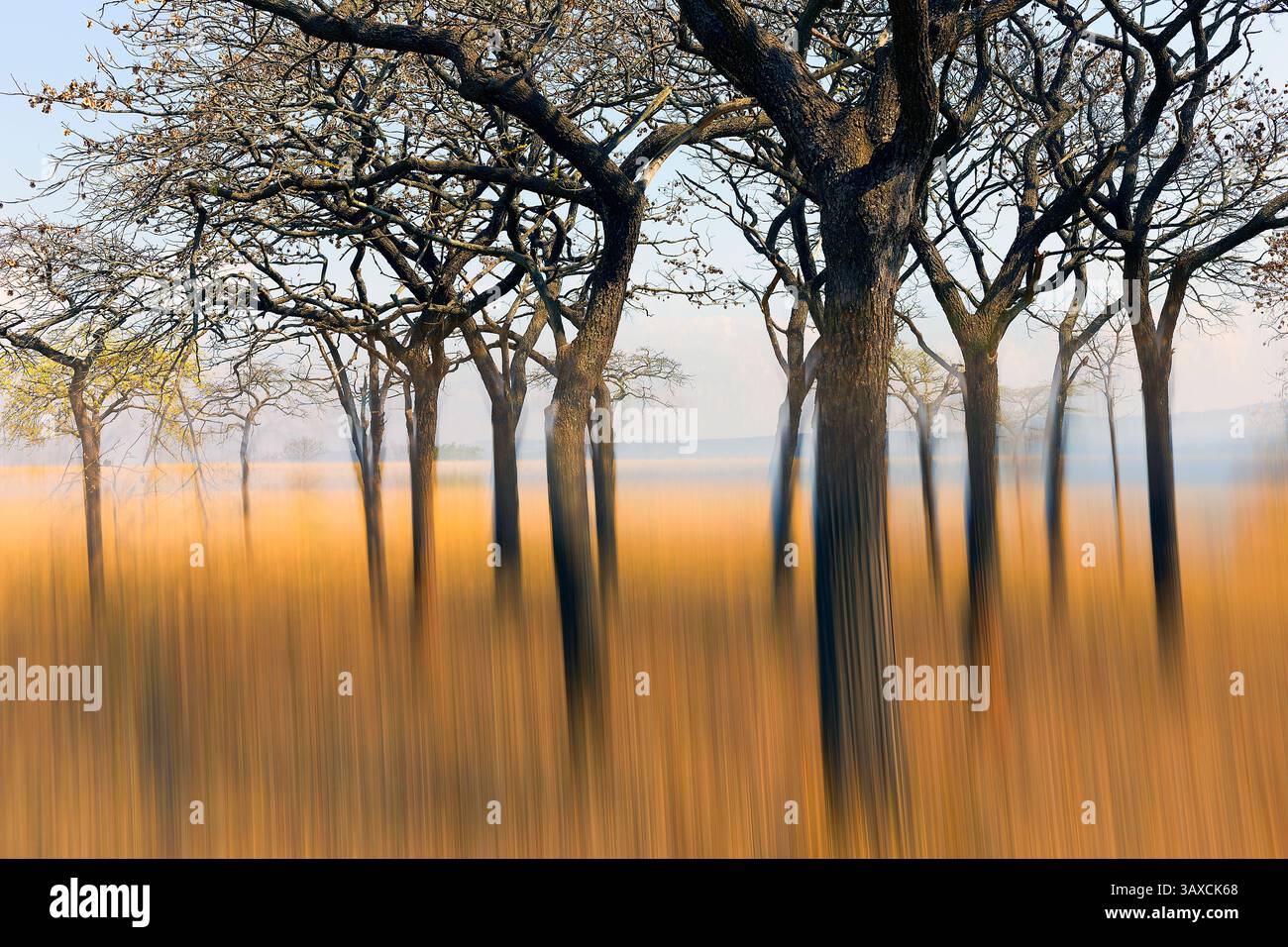 Savannah trees in Mlilwane Wildlife Sanctuary, Swaziland Stock Photo ...