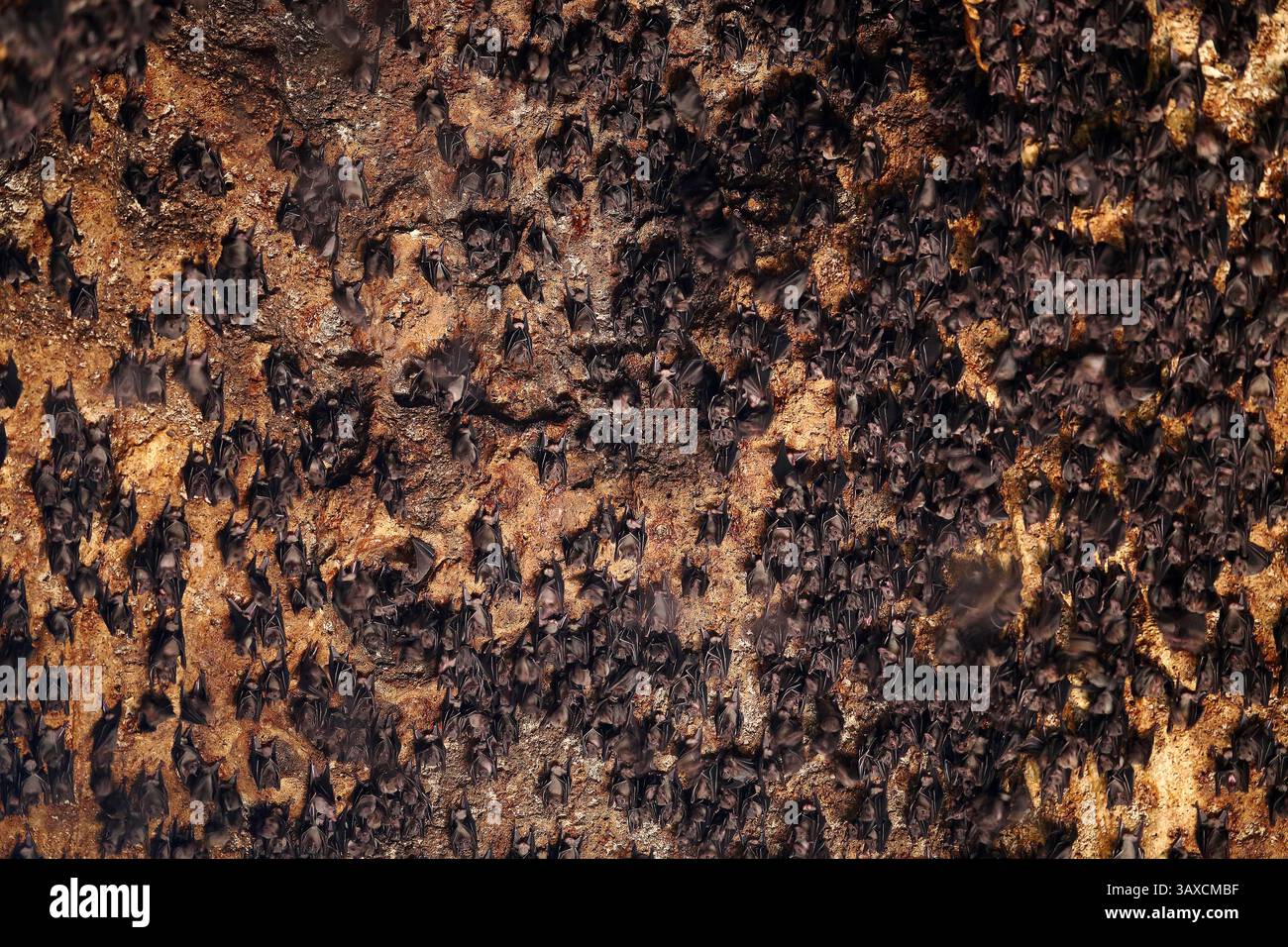 Cave with bats, Bantayan Island, Philippines Stock Photo - Alamy