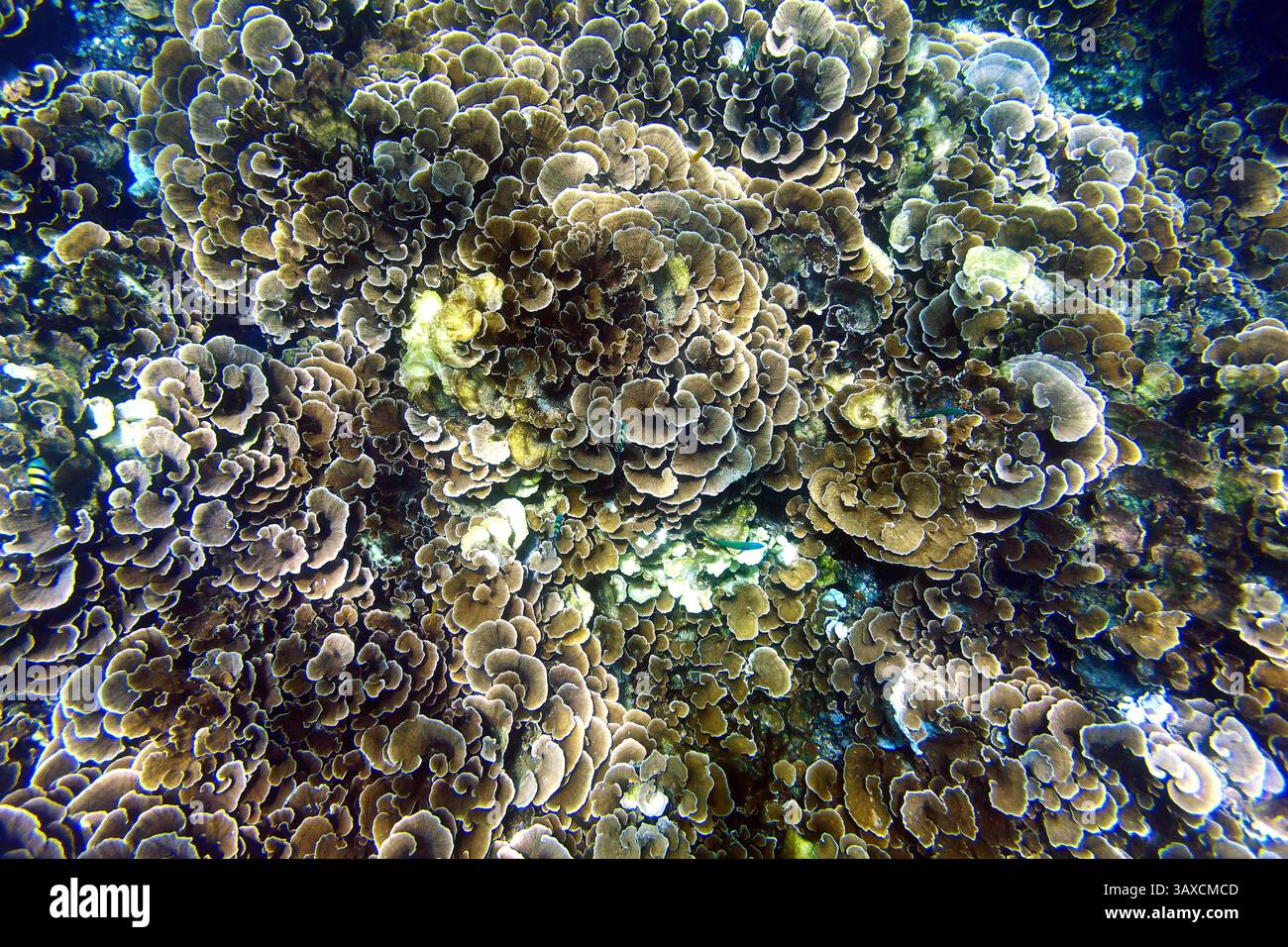 Pangalo Reef, Balicasag Island, Philippines Stock Photo - Alamy