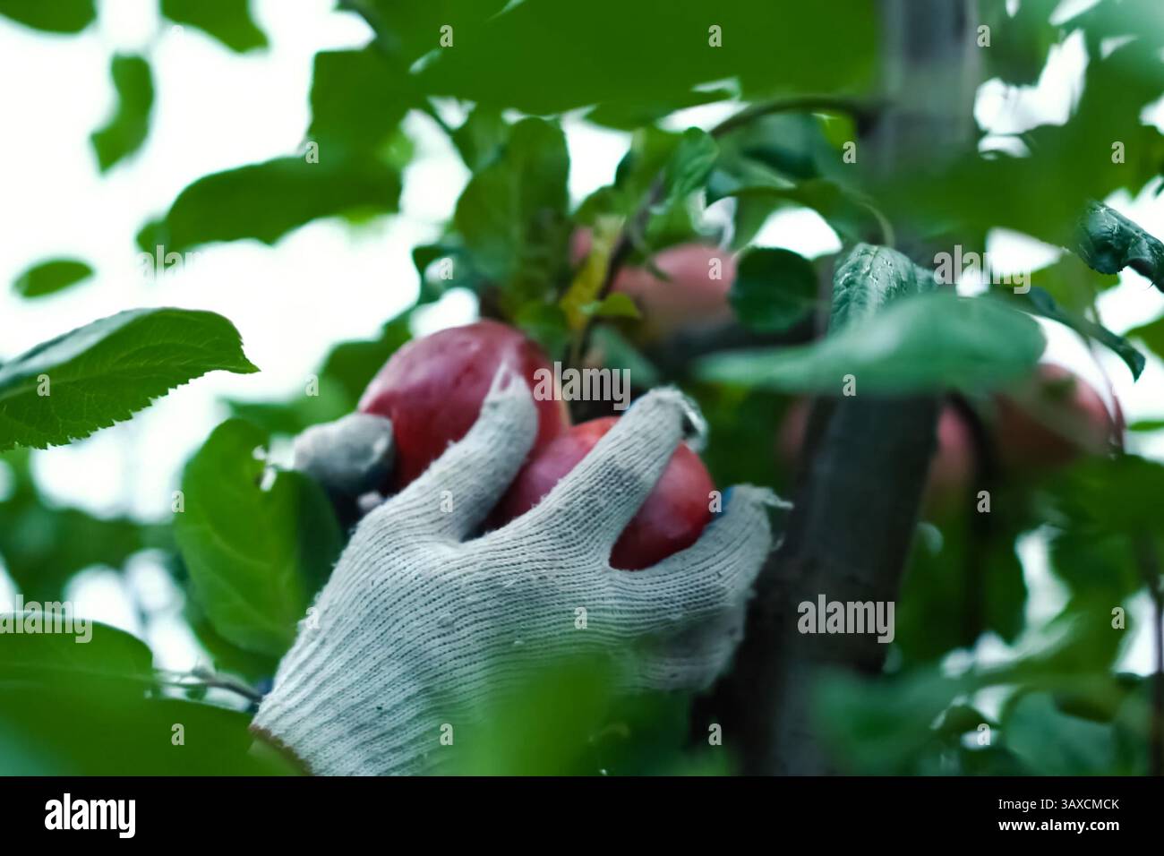 Gloved hands pluck apples from the branches of an apple tree Stock ...