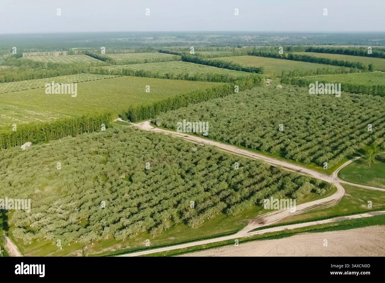 apple garden, top view. Apple orchards in summer Stock Photo - Alamy