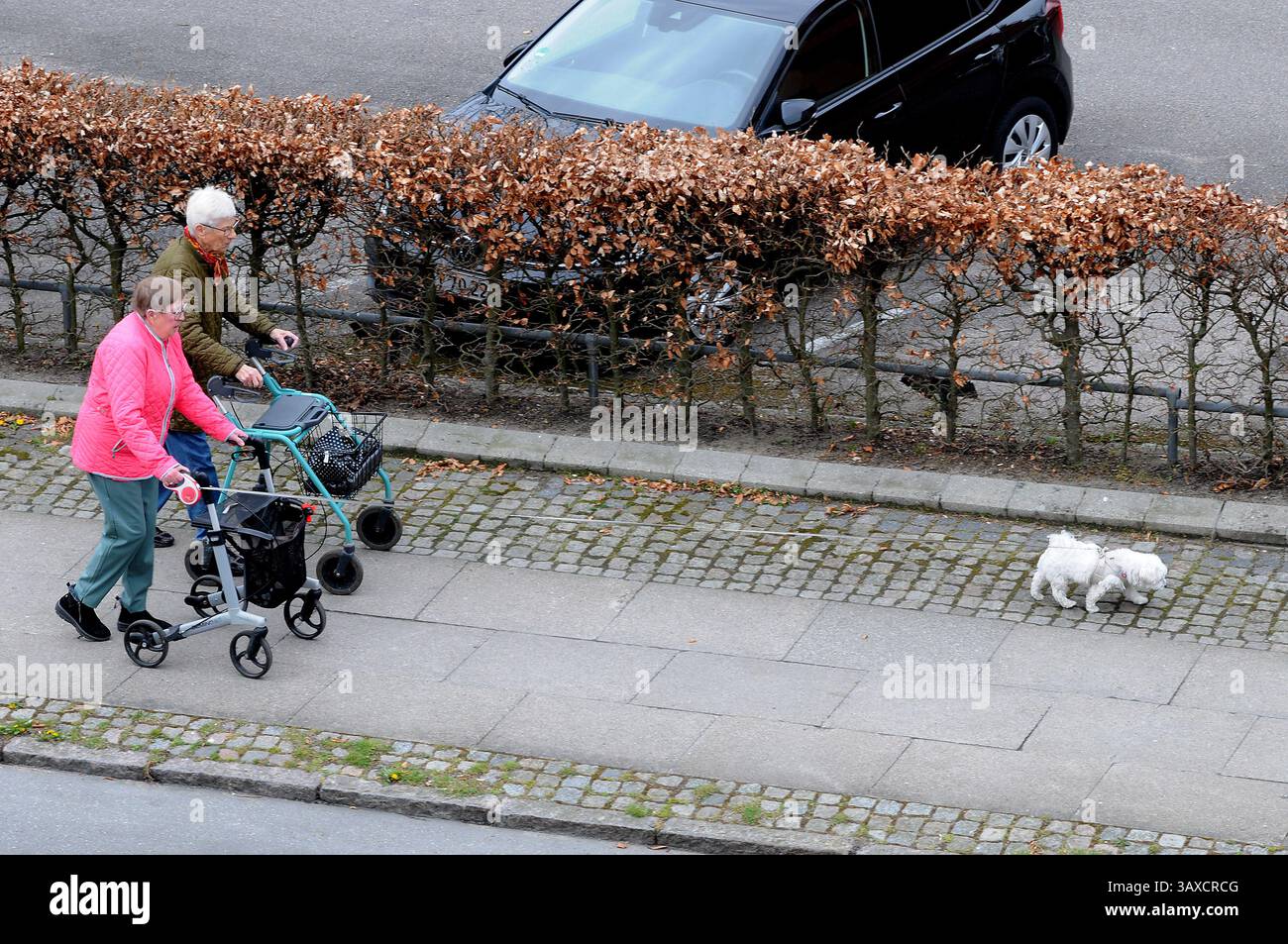 Copenhagen/ Denmark/21 APRIL 2025 Senior citizen walking pets in ...