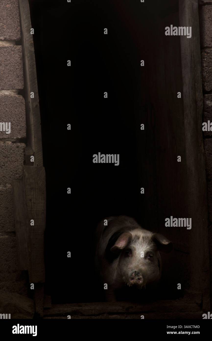 A young pig looking out of the stable Stock Photo - Alamy