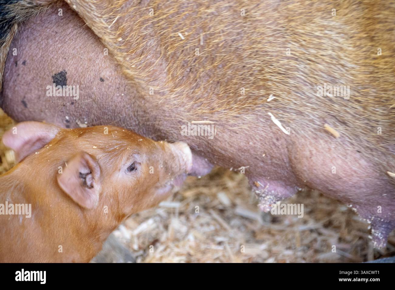 Brown baby piglet drinking milk from mother's teat Stock Photo - Alamy