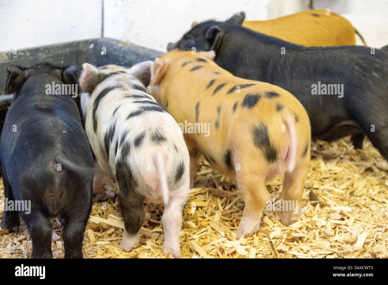 Different colored piglets lined up and drinking from a water trough ...