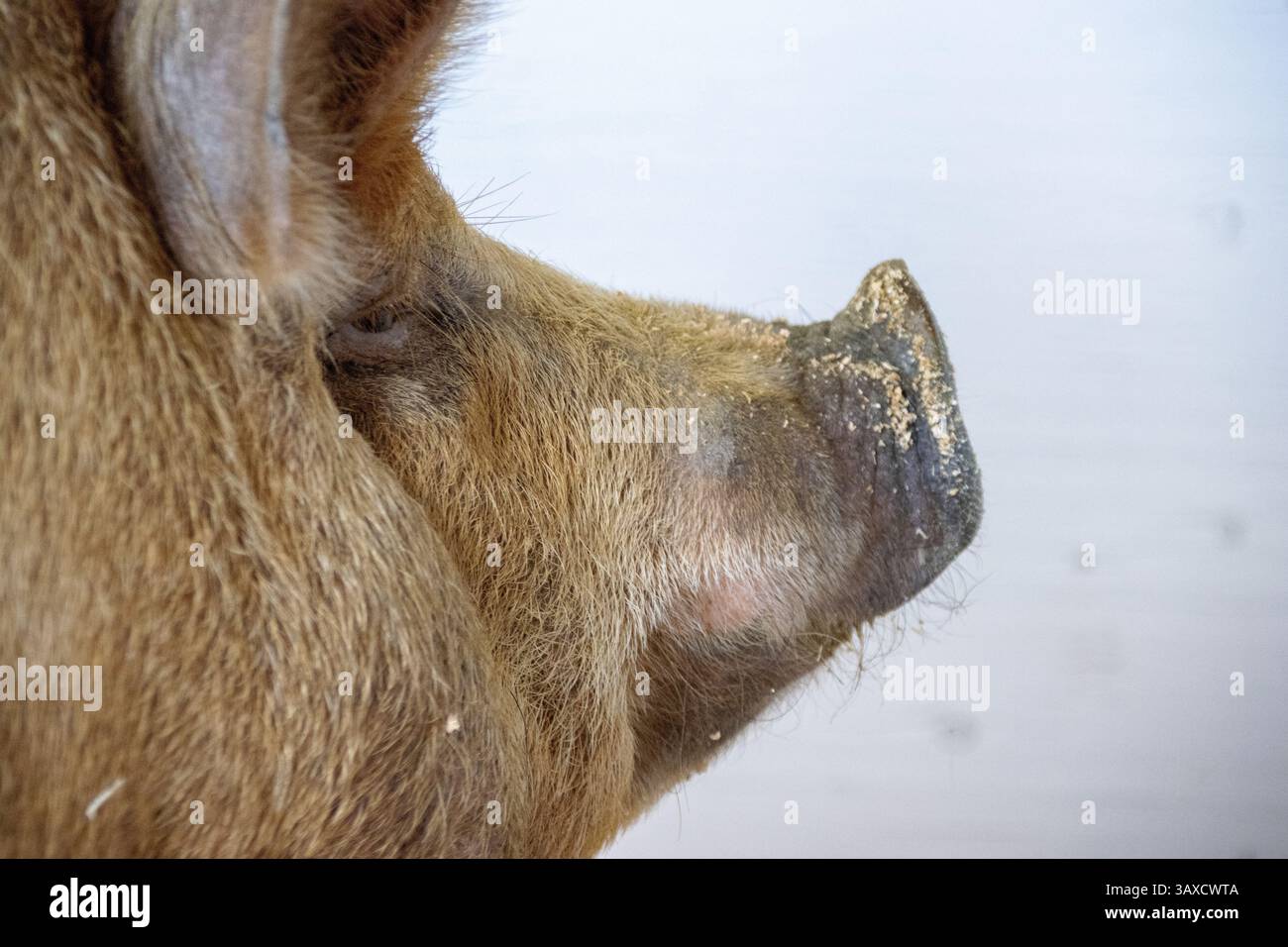 Close-up of mother pig's profile of dirty snout and face Stock Photo ...